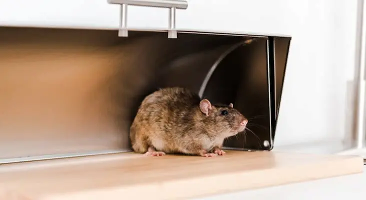 10 Cara Mengusir Tikus Curut Menggunakan Bahan Alami & Aman!